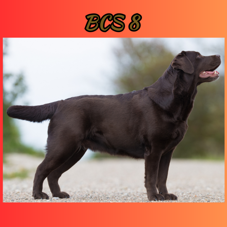 Body Condition Score (BCS) - der BMI des Hundes | fitmitfutter.de